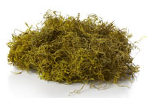 Spanish Moss Display Box 4Oz | Hofland