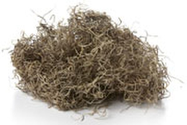 Spanish Moss Display Box 4Oz | Hofland